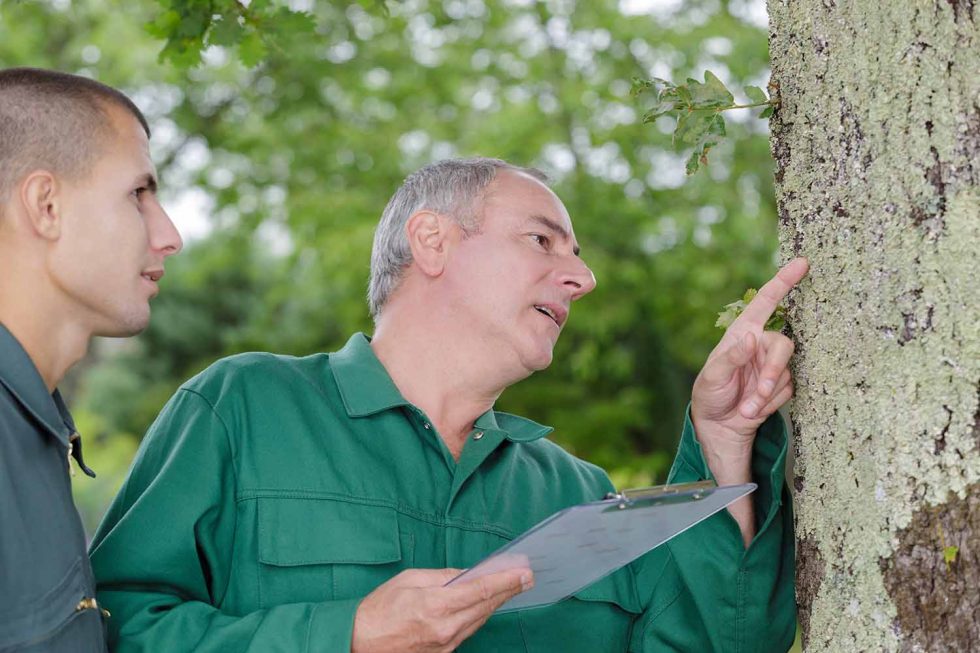 How an Arborist Report Can Help With Tree Care